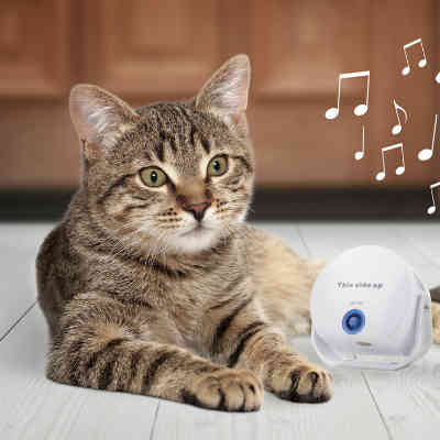 10 gaveideer til katteejeren (2020) - Ideer der bringer glæde i hverdagen