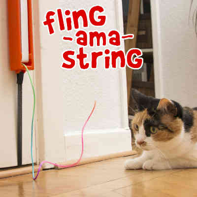 10 gaveideer til katteejeren (2020) - Ideer der bringer glæde i hverdagen